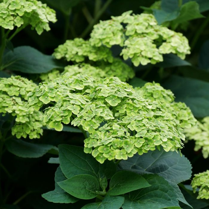 Hydrangea Arborescens Sublime Annabelle - Drvenasta Hortenzija