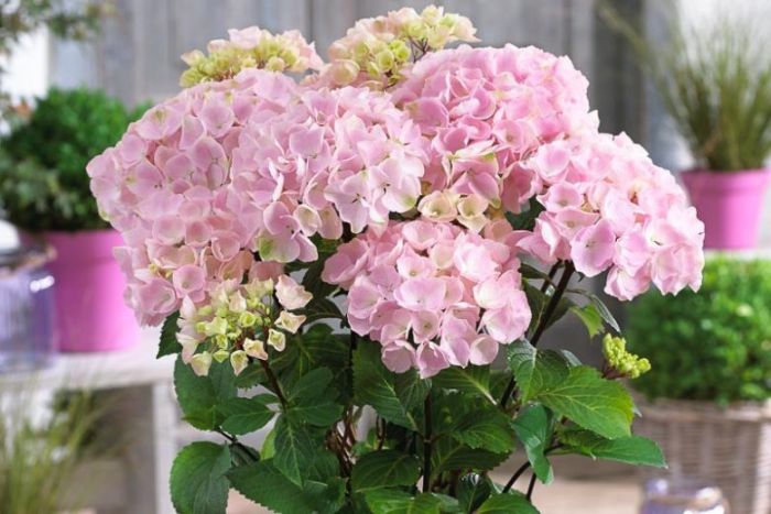 Hydrangea Macrophylla Black Steel Flamingo - Zeljasta Hortenzija