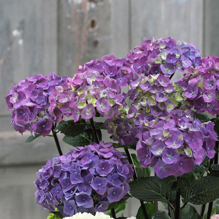 Hydrangea Macrophylla Black Steel Purple - Hortenzija