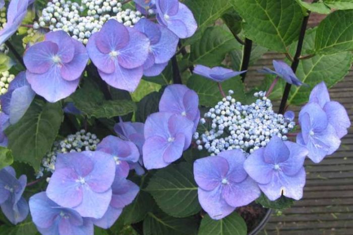 Hydrangea Macrophylla Black Steel Zorro Bleu - Hortenzija