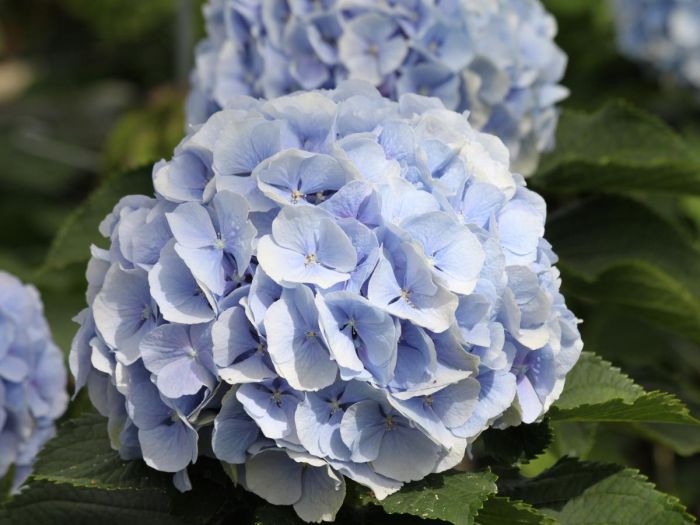 Hydrangea Macrophylla Blue Wonder Everbloom - Zeljasta Hortenzija