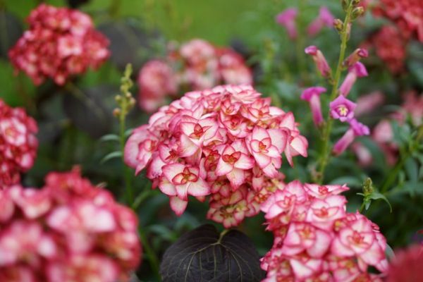 Hydrangea Macrophylla Miss Saori - Hortenzija