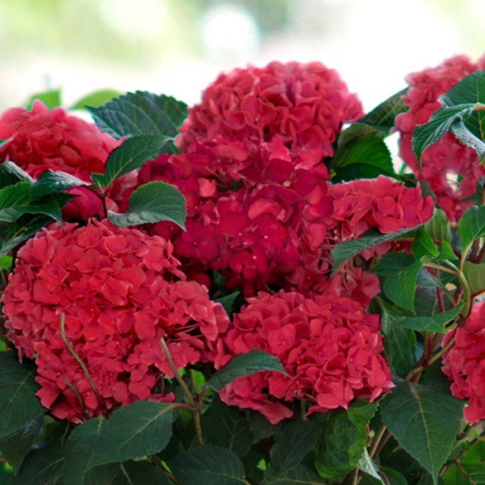 Hydrangea Macrophylla Red Ball - Hortenzija