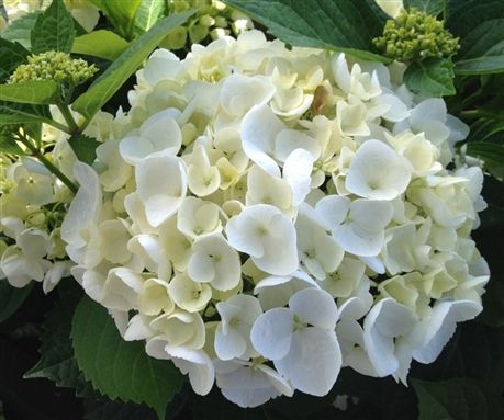 Hydrangea Macrophylla White Ball - Zeljasta Hortenzija