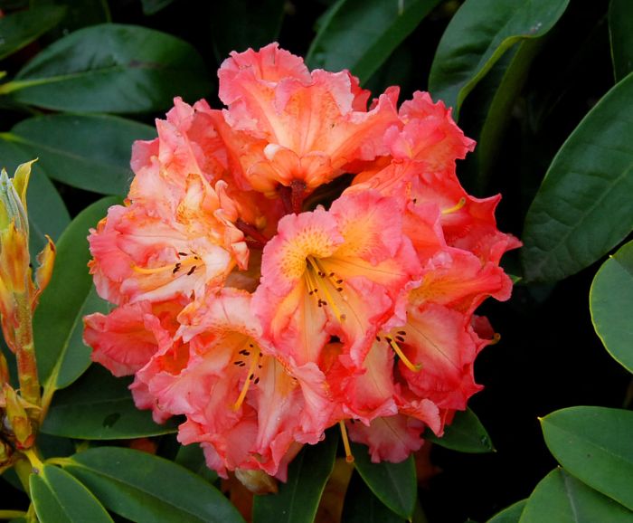 Rhododendron Sun Fire - Rododendron