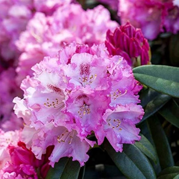 Rhododendron Arabella - Rododendron