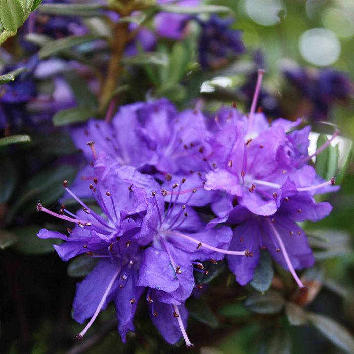 Rhododendron Azurica - Rododendron