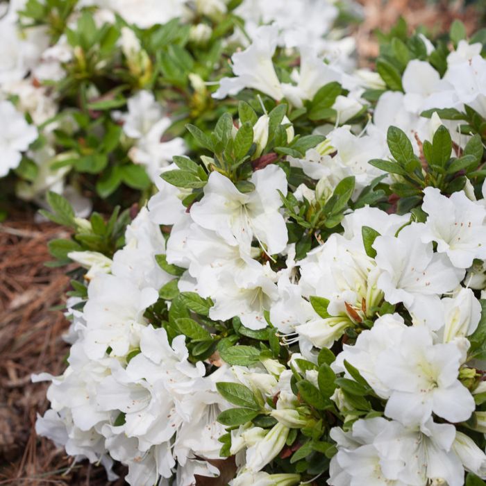 Rhododendron Bloomchampion White - Rododendron
