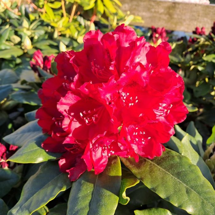 Rhododendron Cherry Kiss - Rododendron