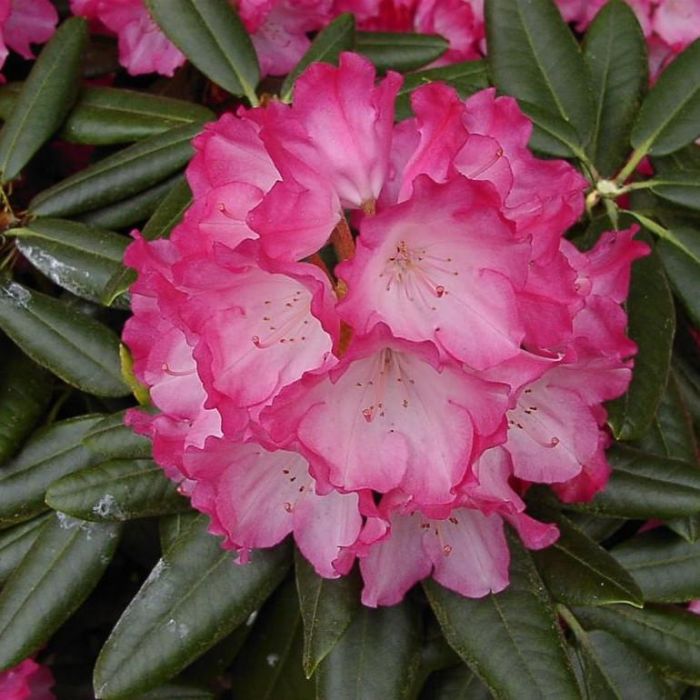 Rhododendron Fantastica - Rododendron
