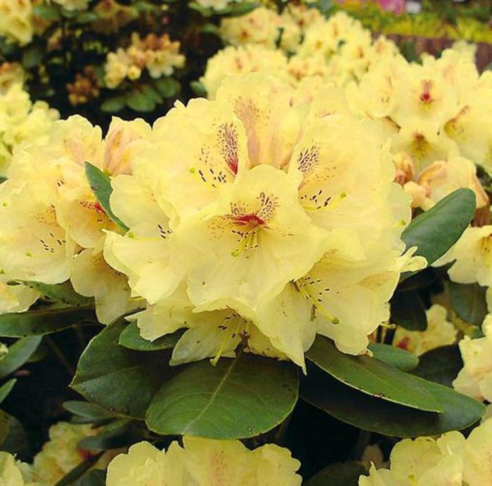 Rhododendron Goldbukett - Rododendron