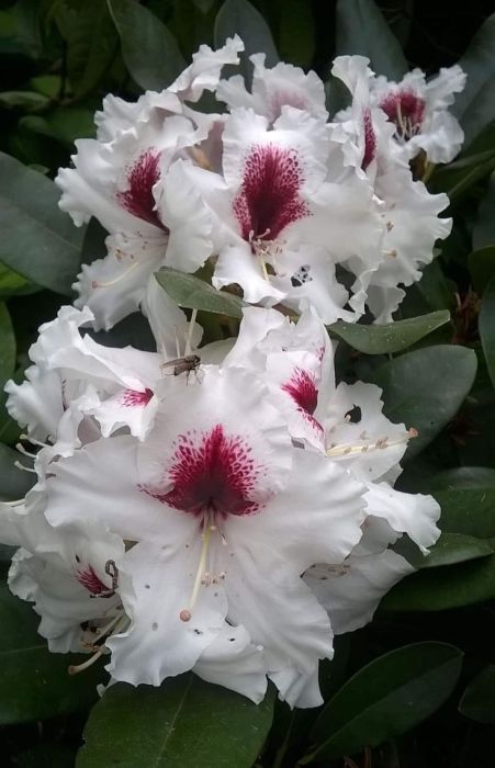 Rhododendron Hachmann's Picobello - Rododendron