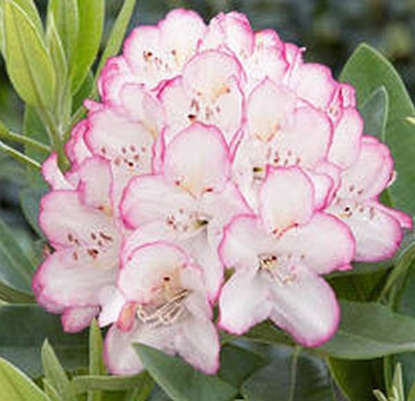 Rhododendron Picotee - Rododendron