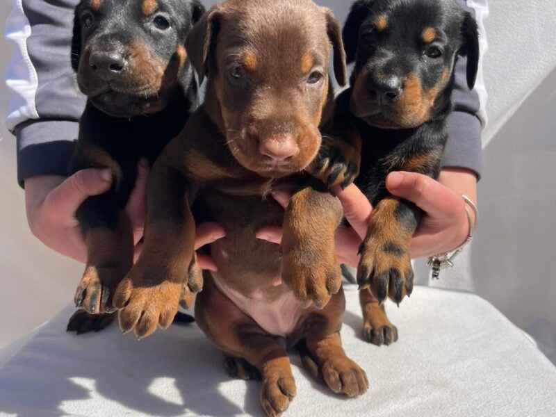 Doberman prelepi stenci