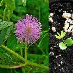 Mimosa pudica (stidljiva mimosa) 10 semenki