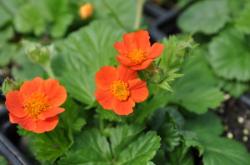 Geum coccineum - niski
