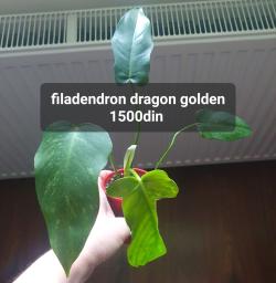 Filadendron Golden dragon