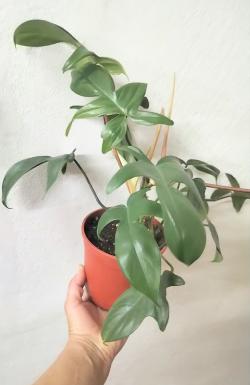 Philodendron Florida Green