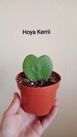 Hoya obovata var. Kerrii