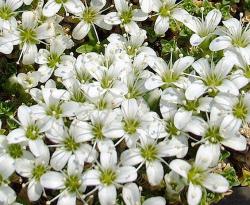 Arenaria tetraquetra
