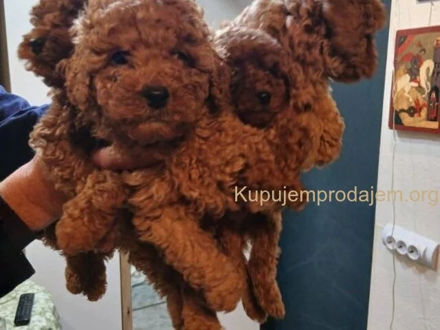   Na prodaju štenci patuljaste pudle