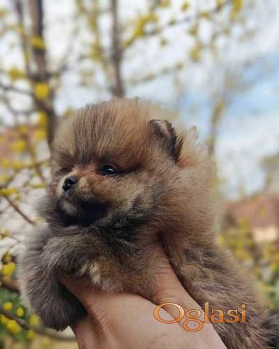 Stenci pomeranca prelepog krzna i izuzetno sitne građe