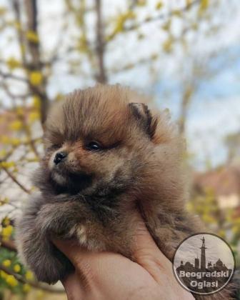 Stenci pomeranca prelepog krzna i izuzetno sitne građe