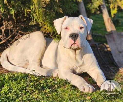 Dogo Argentino prvobirano musko stene