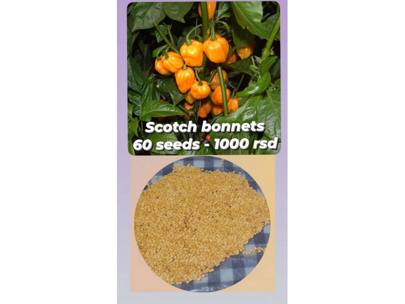 Orange scotch bonnets extremely hot chilli peppers