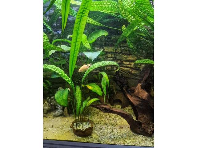 Cryptocoryne aponogetifolia,nana anubias i panj