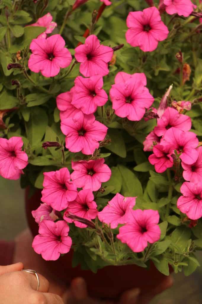 Supertunia Mini Vista Hot Pink