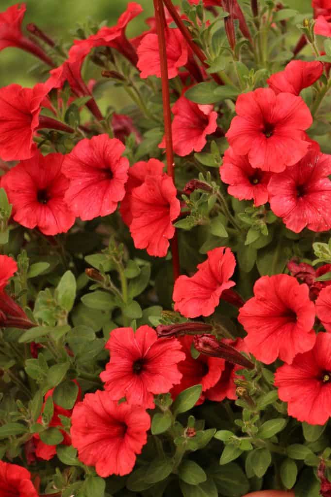 Supertunia Mini Vista Scarlet