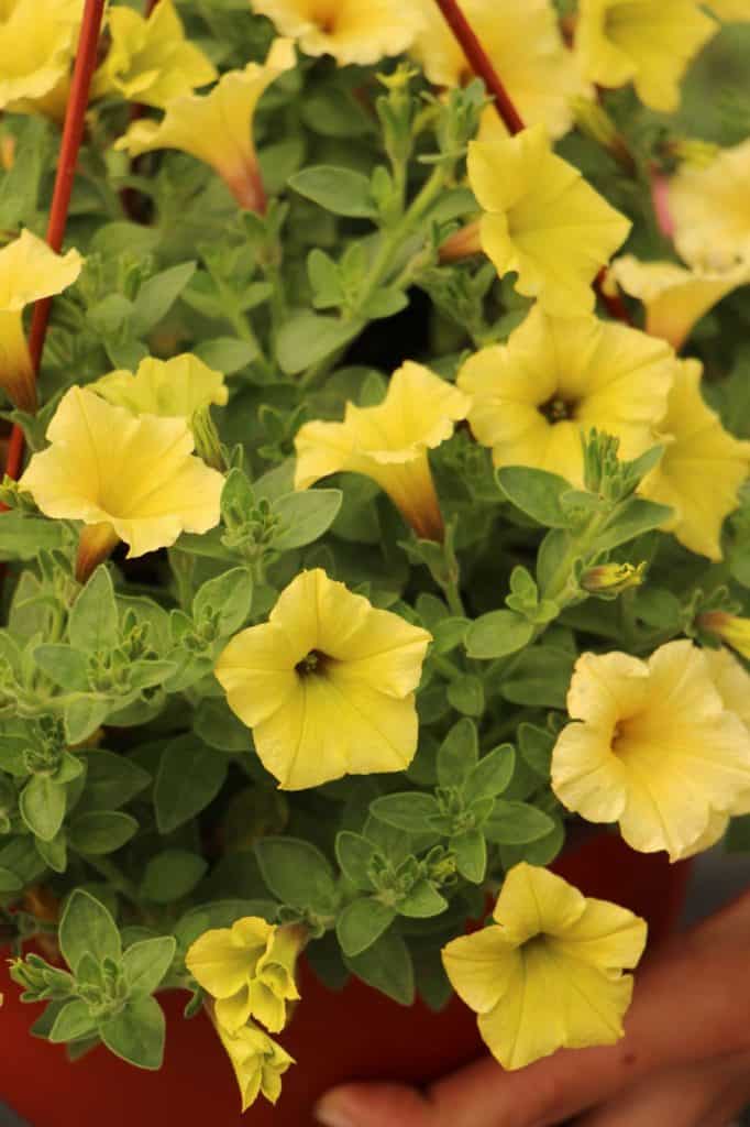 Supertunia Mini Vista Yellow