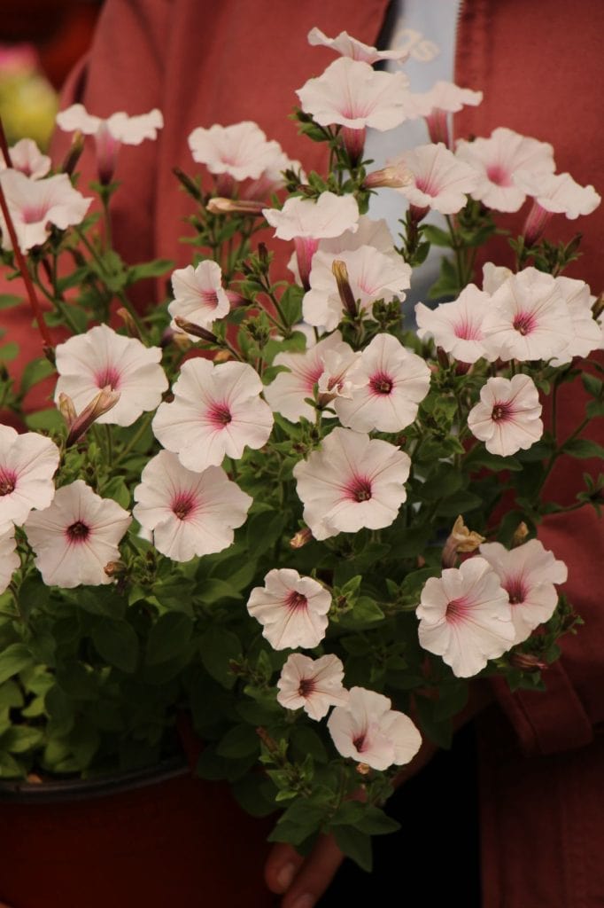 Supertunia Vista Silverberry