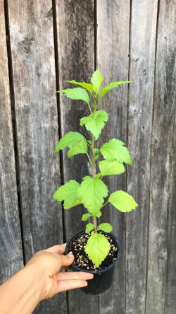Baštenski hibiskus, sadnica