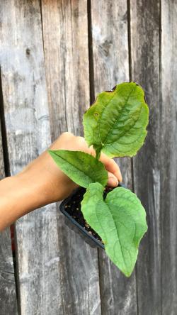 Ecinacea Purpurea, lekovita i začinska biljka, Trajnica