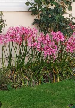 Nerine