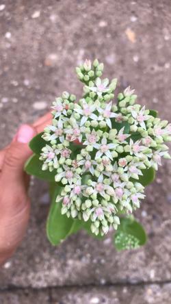 Sedum Spectabile Variegatum
