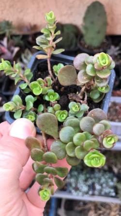 Sedum tetractinum