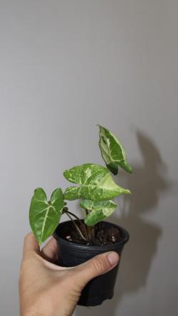 Syngonium Panda