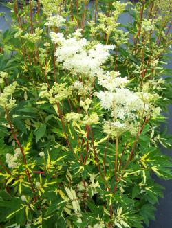 Filipendula ulmaria Variegata