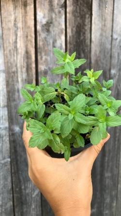 Domaća nana, lekovita, začinska i aromatična biljka