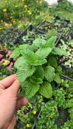 Matičnjak ( Melissa Officinalis ) Lekovita i aromatična biljka, manja sadnica