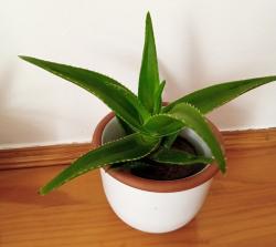 Aloe vera mlada biljka