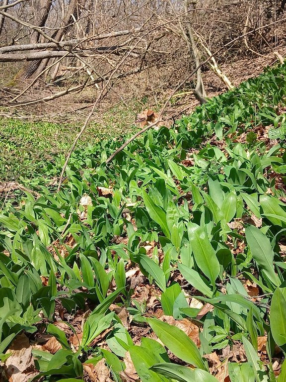 Planinski sremuš   Sremuš-bomba zdravlja Nova tura berbe 3 vezice 100