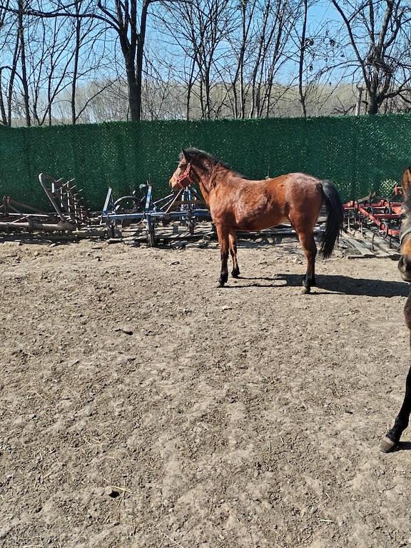 Konj – smeđi (bašak), snažne građe i pravilne konformacije. -