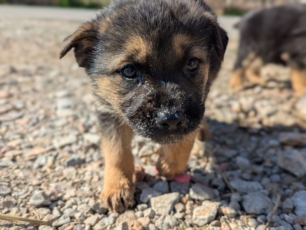 Poklanjam kuce    Tri dečake i devojčica Majka je nemački ovčar Imaju 8