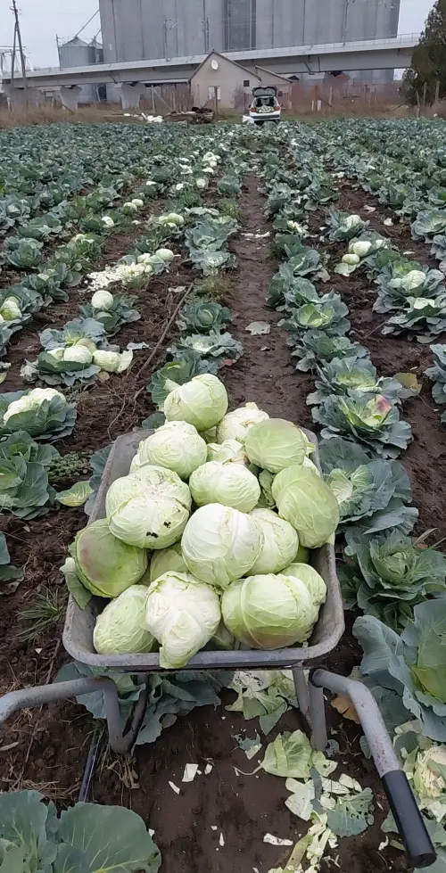 Kupus na prodaju