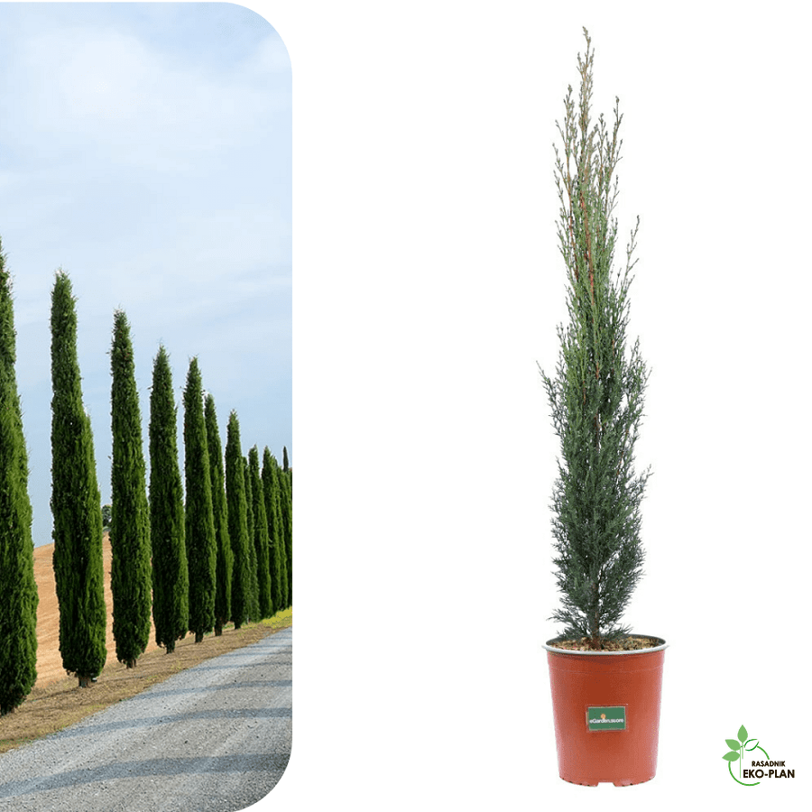 Cupressus Sempervirens Totem - Italijanski Čempres 80