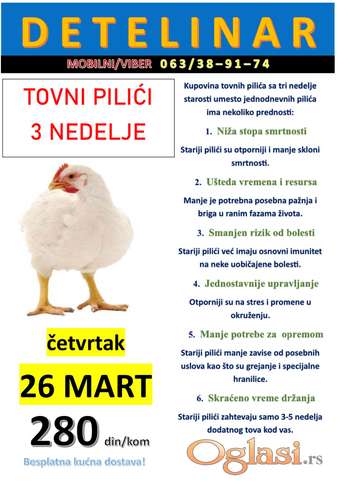 Tovni pilici starosti tri nedelje